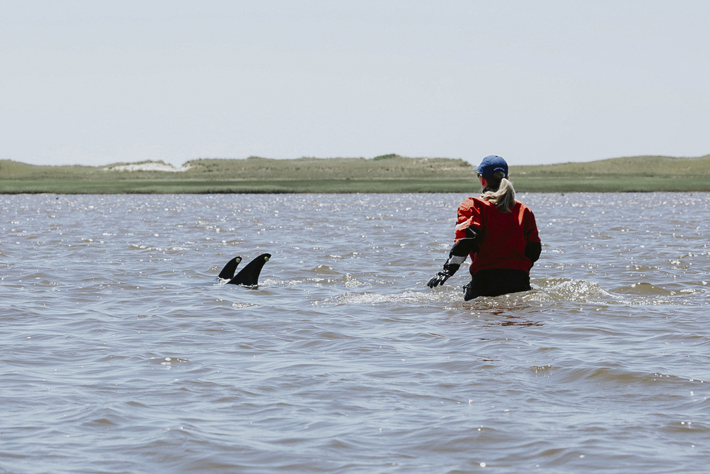Up to 125 Atlantic white-sided dolphins stranded in Cape Cod waters ...